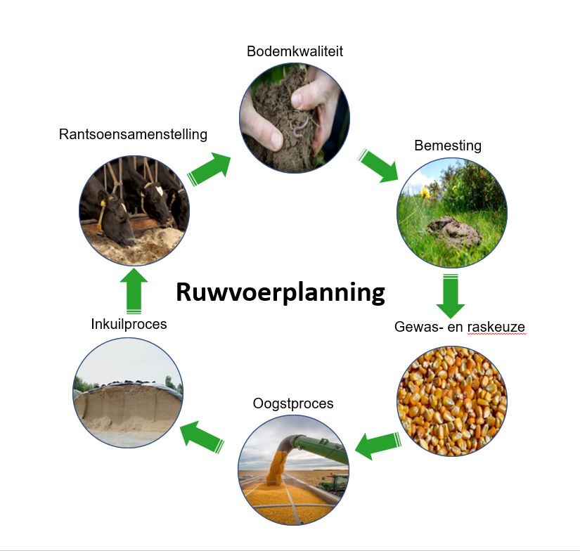 Goede ruwvoerplanning voor optimaal ruwvoer | AgruniekRijnvallei