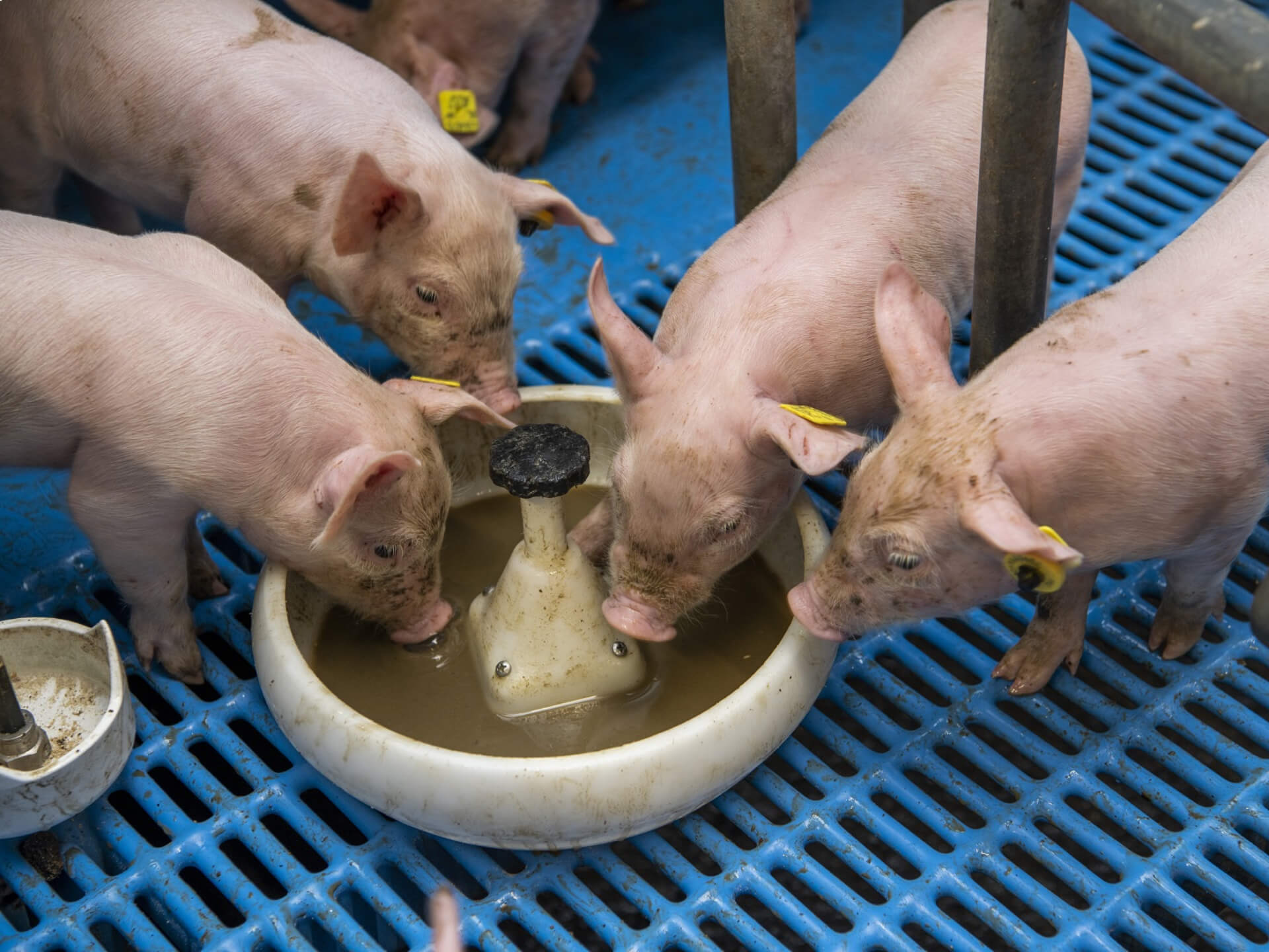 Biggenmelken | AgruniekRijnvallei