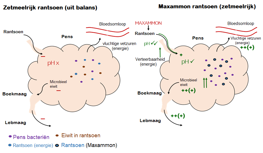 Maxammon grain gerst is de perfecte aanvulling voor voorjaarskuilen